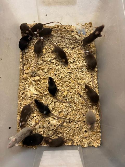 Rats and mice | Other Pets | Gumtree Australia Ipswich City - Ipswich ...