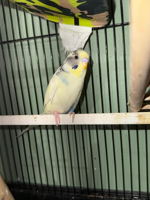 Young male budgie | Birds | Gumtree Australia Logan Area - Greenbank ...