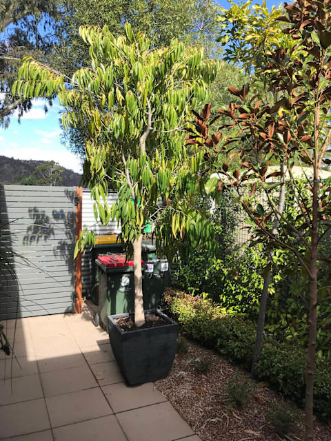 Ficus Tree (Narrow Leaf) - Plants in Highbury SA | Gumtree Australia