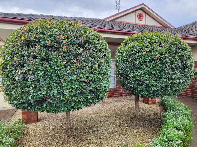 Large Lilly Pilly Trees (Backyard Bliss) x 2 - Plants in Woongarrah NSW ...