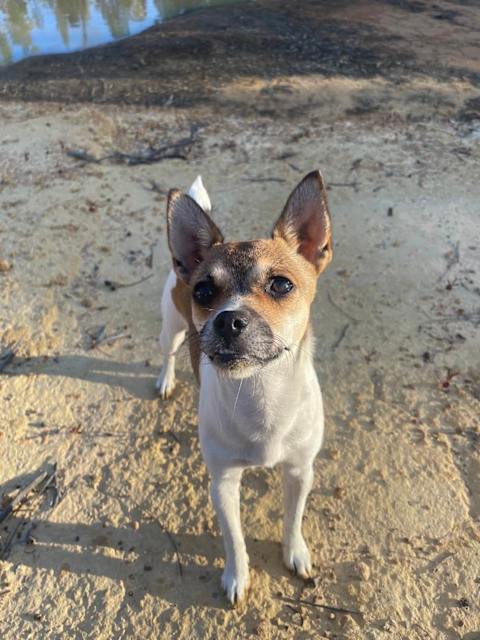 Macey Moo the Miniature Fox Terrier | Dogs & Puppies | Gumtree ...