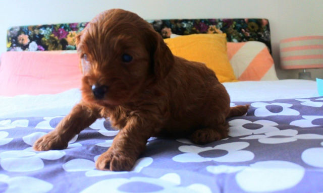 F1B Ruby Cavoodle Puppies | Dogs & Puppies | Gumtree Australia Busselton Area - Dunsborough ...