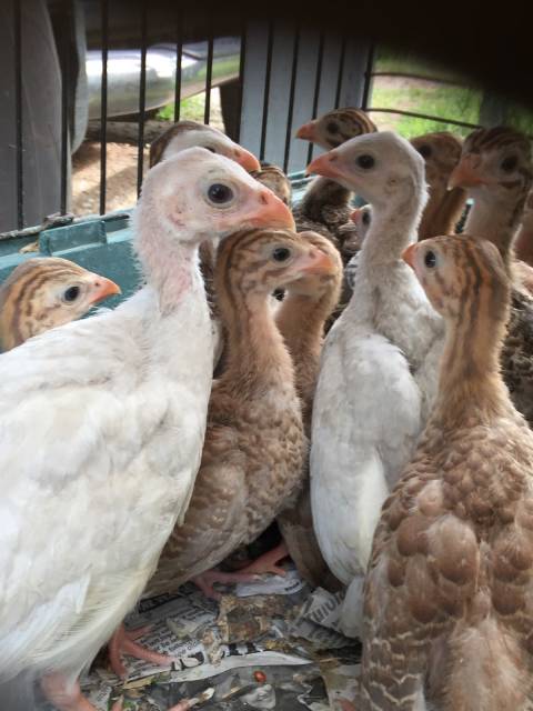 Guinea fowl keets chocolate ivory lavender pearl pied all carry choco ...