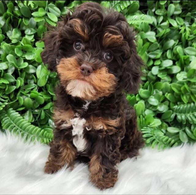 Toy Cavoodle/Theodore female. | Dogs & Puppies | Gumtree Australia ...