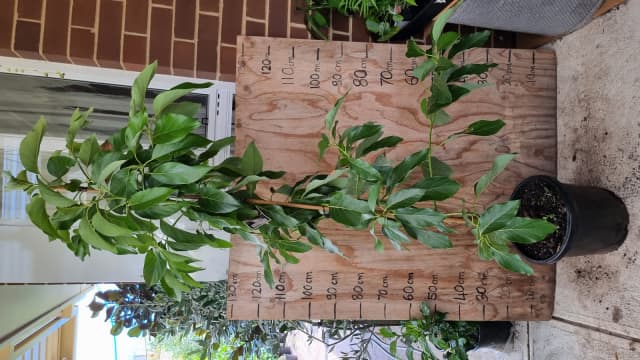 Huge grafted bacon avocado tree in 30cm pot - Plants in Noble Park VIC ...