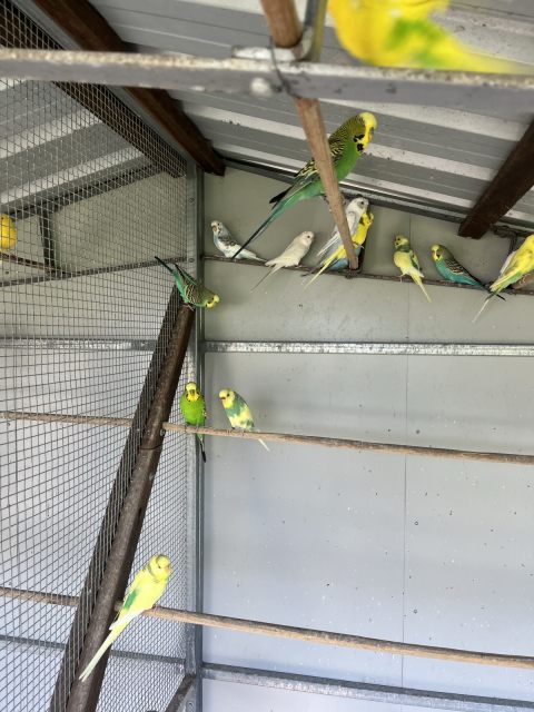 Young Budgies | Birds | Gumtree Australia Ipswich City - Deebing ...