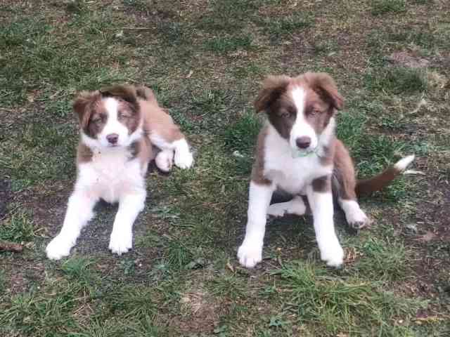 Pure Border Collies - Ready Now! | Dogs & Puppies | Gumtree Australia ...