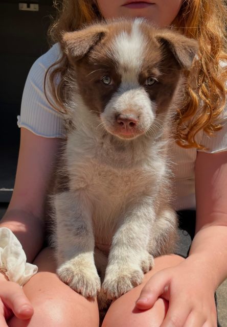 Pomsky X Aussie Shepherd Puppies | Dogs & Puppies | Gumtree Australia ...