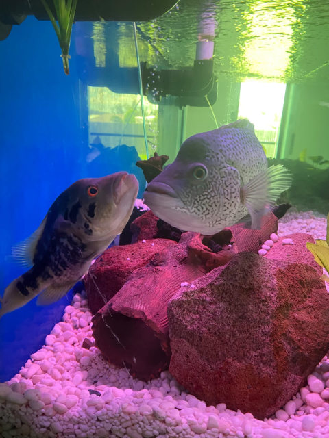Dovii (Wolf Cichlid) breeding pair - | Fish | Gumtree Australia Ipswich ...