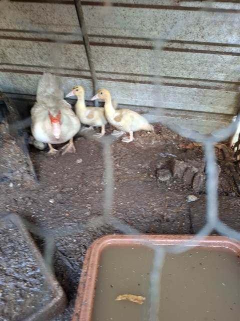 Baby duck Duckling | Birds | Gumtree Australia Northam Area - Wundowie ...