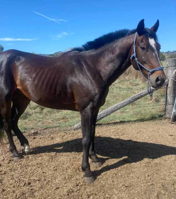 Unbroken campdraft gelding | Horses & Ponies | Gumtree Australia ...