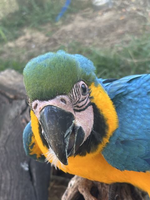 Macaw hand raised. | Birds | Gumtree Australia Donnybrook Area - Argyle ...