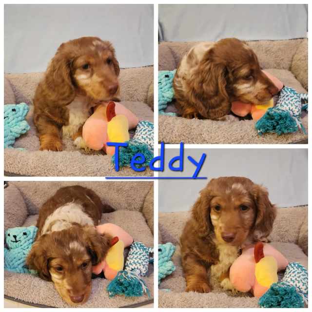 Purebreed Mini Dashie or Dachshund Puppies | Dogs & Puppies | Gumtree ...