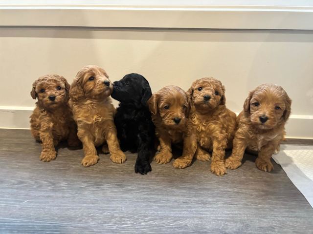 Ruby red Cavoodles 3 girls & 1 boy left! | Dogs & Puppies | Gumtree ...