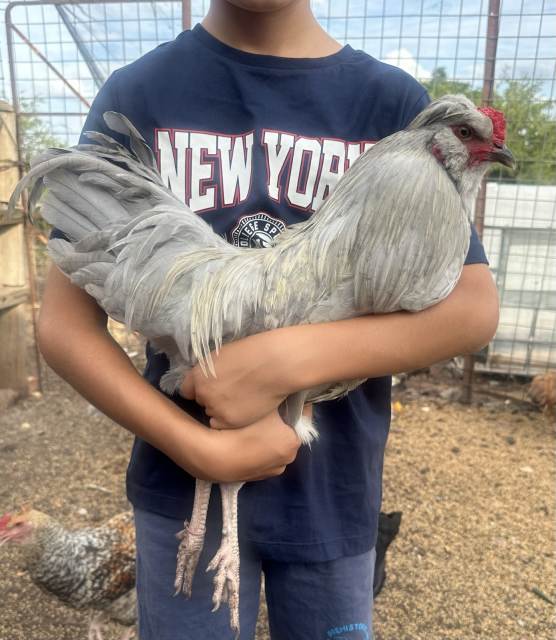 Pure Araucana roosters | Birds | Gumtree Australia Lachlan Area ...