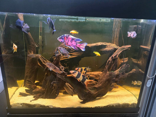 200L Tropical fish tank, fish and accessories | Fish | Gumtree ...