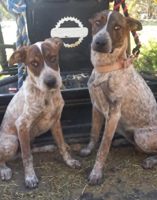 2 Male Bull Arab Puppies | Dogs & Puppies | Gumtree Australia Cooma ...