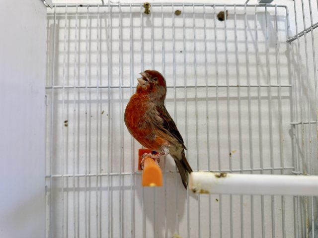 Red Agate Mosaic Pair Canary with one baby | Birds | Gumtree Australia ...
