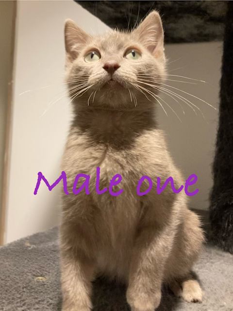 Solid Lilac Ragdoll Cross Kittens | Cats & Kittens | Gumtree Australia ...