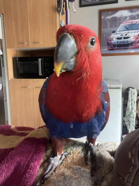 Hand raised Eclectus parrots | Birds | Gumtree Australia Brisbane South ...