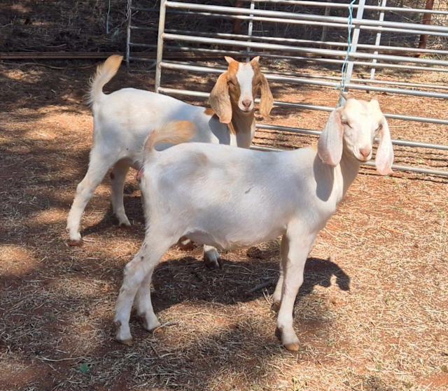 Goat kids | Livestock | Gumtree Australia Griffith Area - Griffith ...