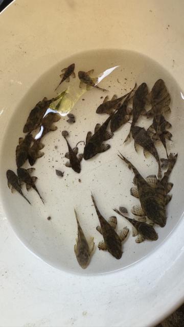 L397, L387 PLECOS and bristle nose catfish FOR SALE | Fish | Gumtree ...