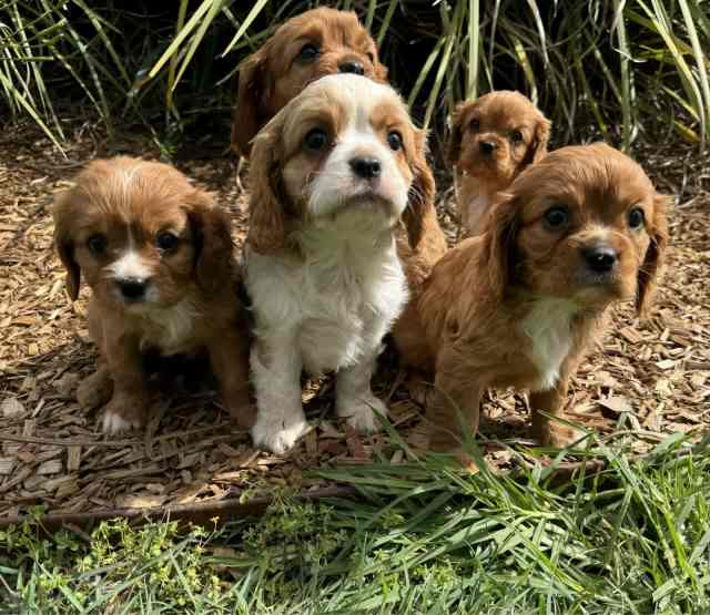 Pure Bred King Charles Cavalier | Dogs & Puppies | Gumtree Australia ...