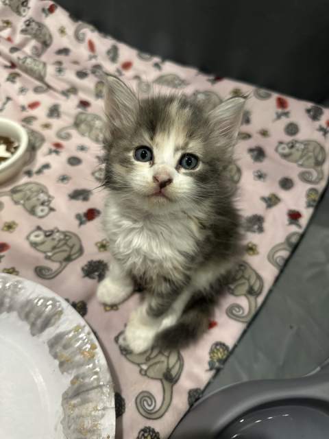 Devon Rex cross kitten - female | Cats & Kittens | Gumtree Australia ...