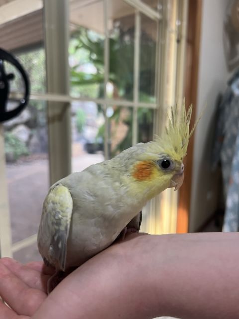 Cockatiel hand raised | Birds | Gumtree Australia Wollongong Area ...