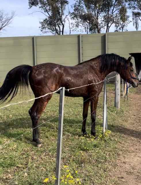 Pure exotic Arabian colt | Horses & Ponies | Gumtree Australia ...