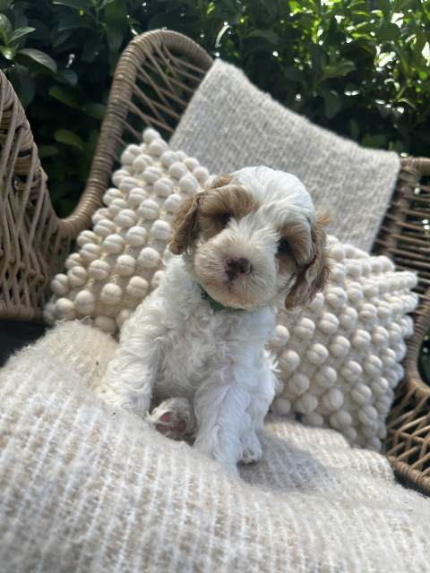 Blenheim Cavoodles x1 | Dogs & Puppies | Gumtree Australia Camden Area ...