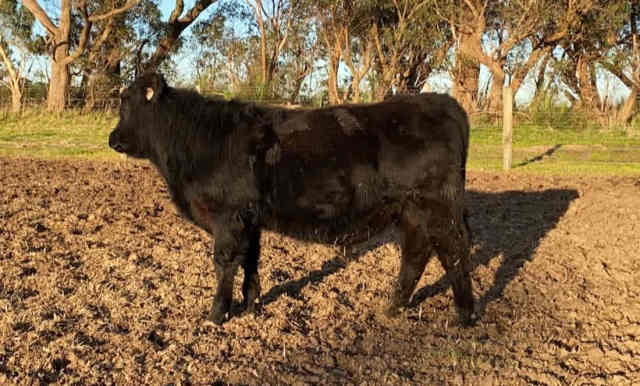 Angus Bulls | Livestock | Gumtree Australia Alexandrina Area - Mount ...