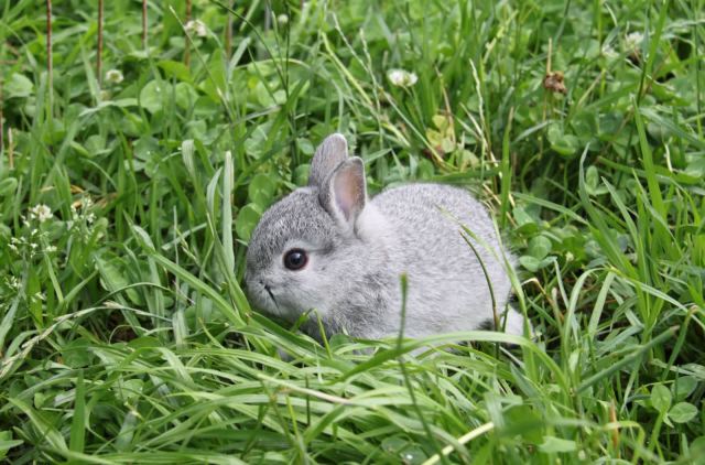 Netherland Dwarf Kits | Rabbits | Gumtree Australia East Gippsland ...