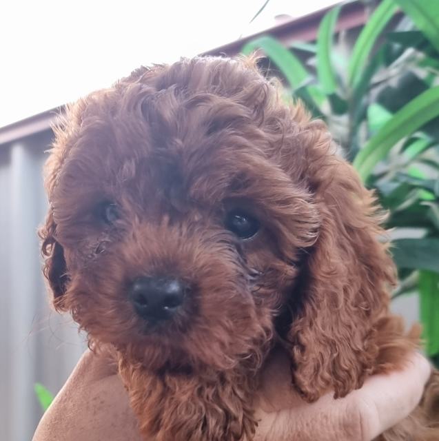 Male Ruby First Generation Cavoodle Puppy | Dogs & Puppies | Gumtree ...