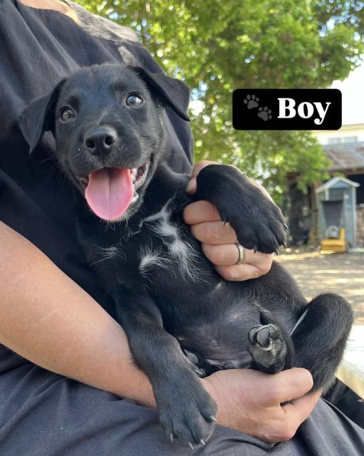 Kelpie Collie Labrador x puppies Black Ready to go! | Dogs & Puppies ...