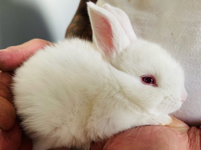 White New Zealand Rabbit | Rabbits | Gumtree Australia Melton Area ...