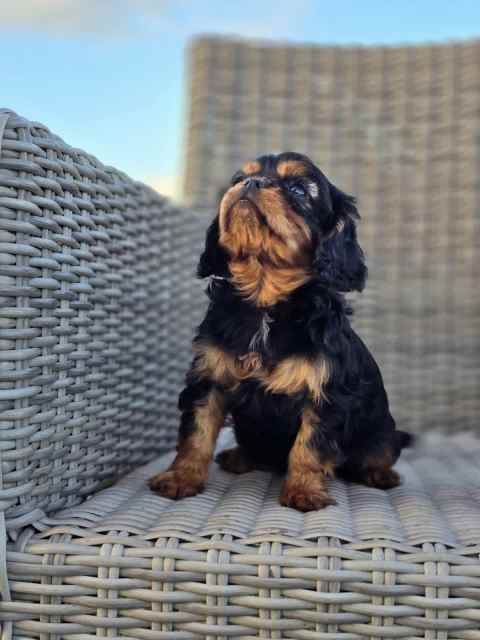 pure cavalier king Charles spaniel free delivery melb | Dogs & Puppies ...