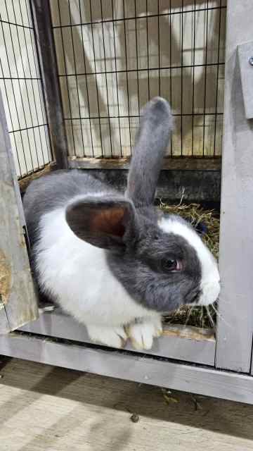 2 Rabbits 4 months old and hutches | Rabbits | Gumtree Australia ...