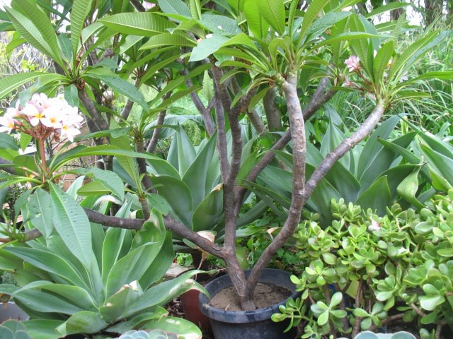 Potted pink, white, Darwin sunset and fruit salad frangipani plants ...