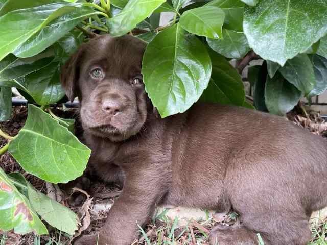 Purebred Chocolate Labrador Puppies | Dogs & Puppies | Gumtree ...