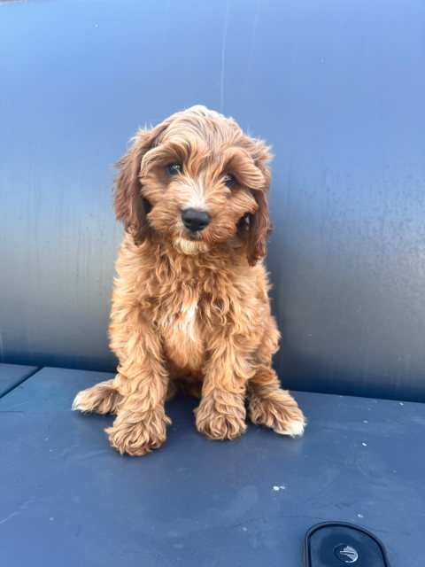 Beautiful Ruby Red 1st Gen Cavoodle | Dogs & Puppies | Gumtree ...