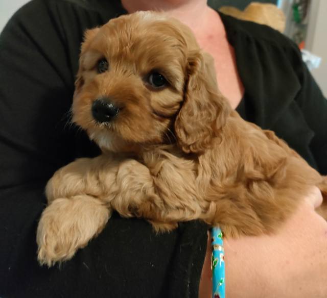 F1 Miniature Cavoodle puppies | Dogs & Puppies | Gumtree Australia Baw ...