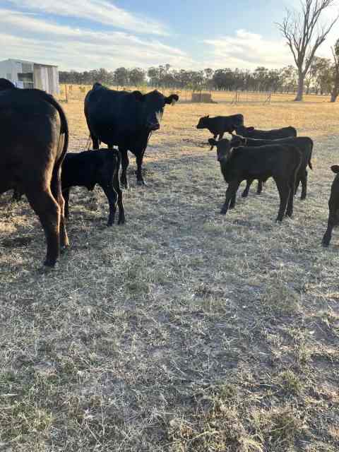 Angus cow with calf at foot | Livestock | Gumtree Australia Moreland ...