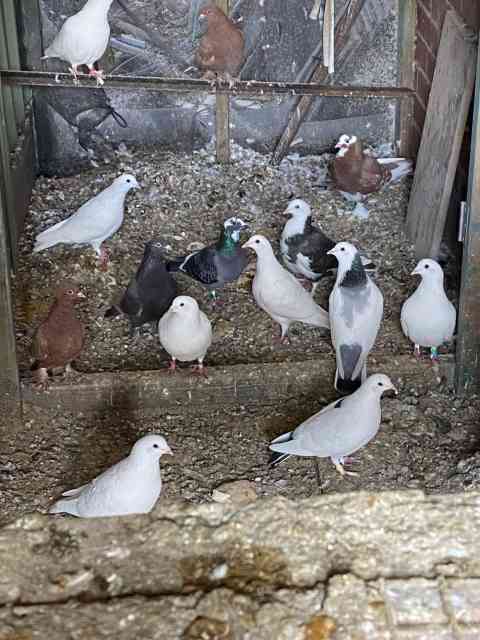pigeons all colours feather legs | Birds | Gumtree Australia Perth City ...