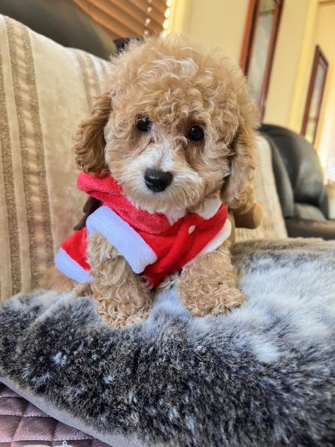 Last one ☝️ beautiful super cute toy Moodle puppy available | Dogs ...