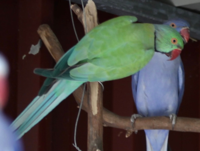 Indian Ringneck | Birds | Gumtree Australia Macedon Ranges ...