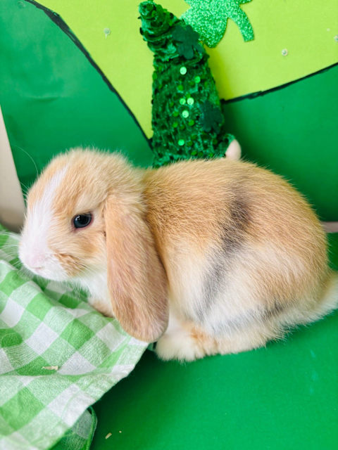 Baby mini lop rabbits | Rabbits | Gumtree Australia Parramatta Area ...