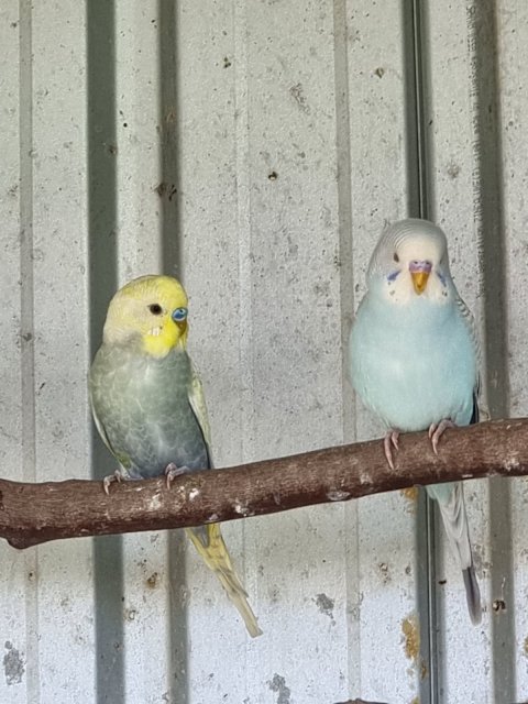 Colourful budgies | Birds | Gumtree Australia Logan Area - Jimboomba ...