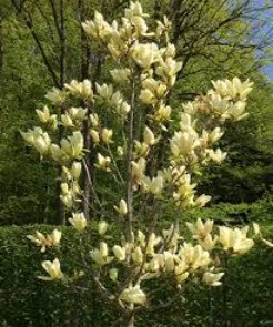 Magnolia Elizabeth Grafted - Plants in Clyde VIC | Gumtree Australia