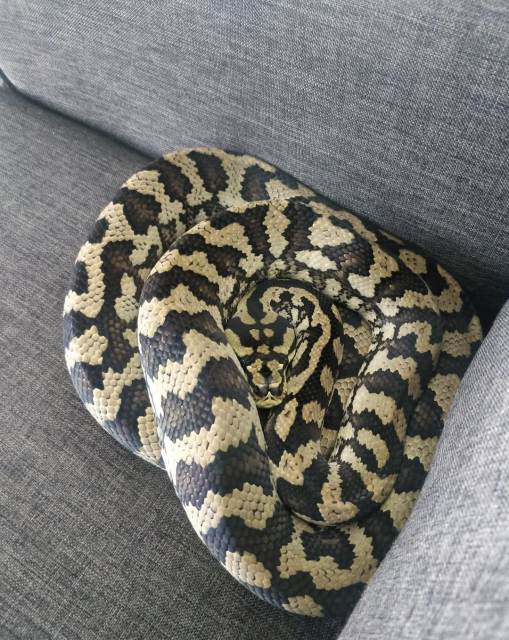 Jungle python - hand raised | Reptiles & Amphibians | Gumtree Australia ...